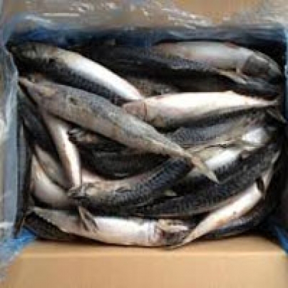 Frozen whole round Mackerel – VANATOFRONT EXPORTERS (PTY) LTD