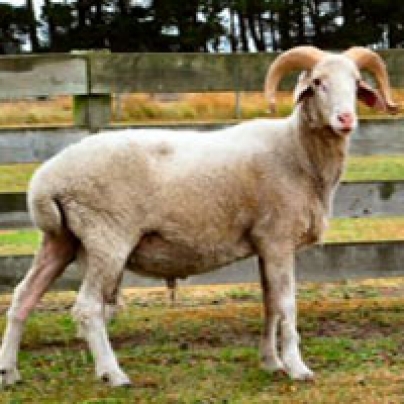 Awessi Sheep – VANATOFRONT EXPORTERS (PTY) LTD