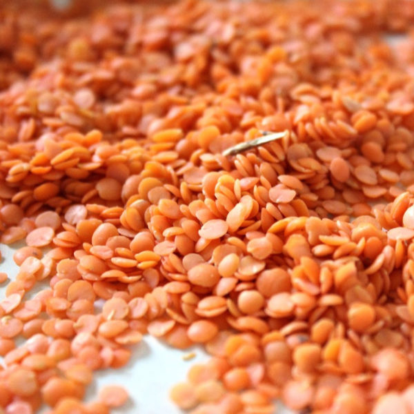 Red-Split-Lentils – VANATOFRONT EXPORTERS (PTY) LTD